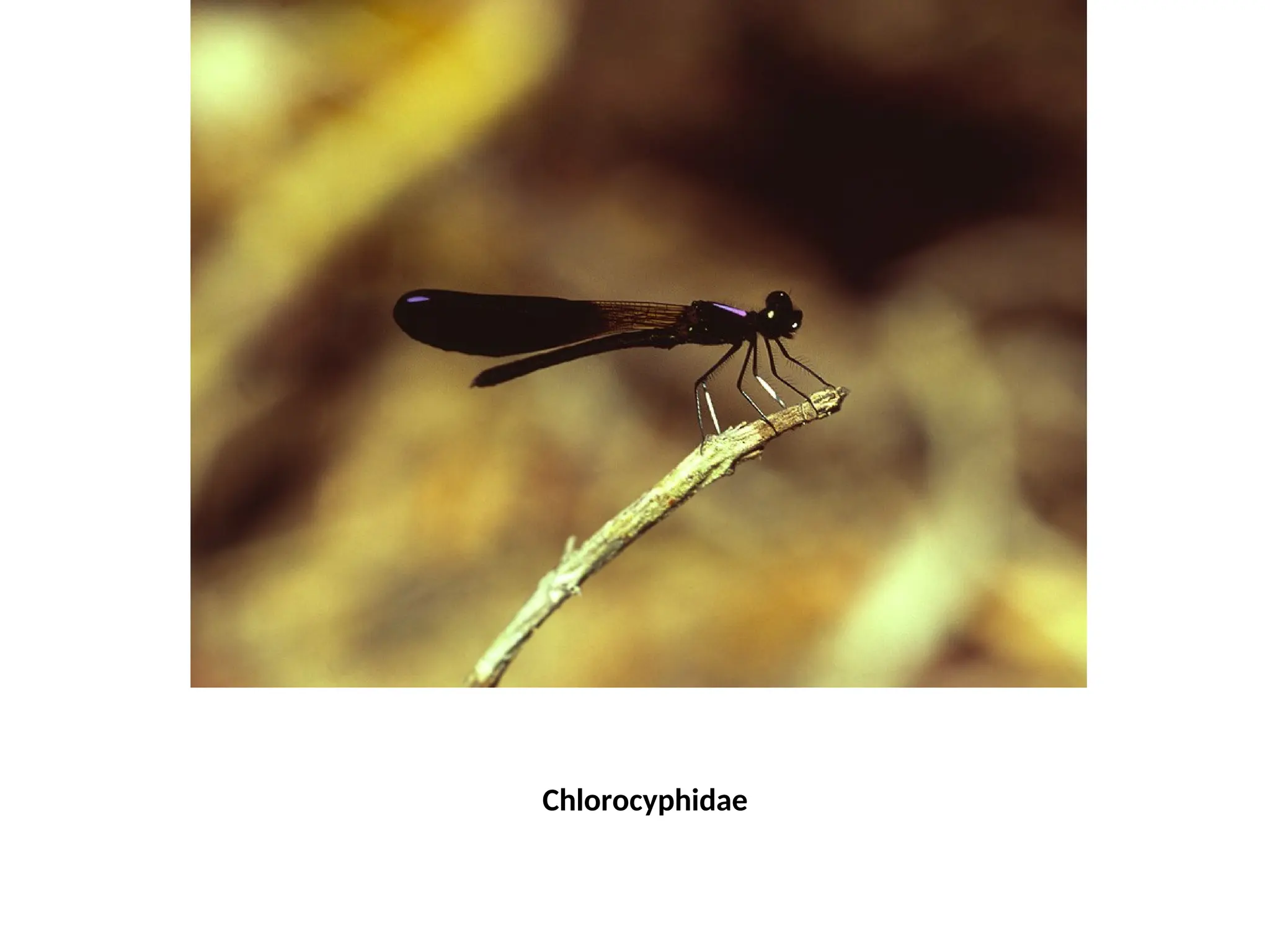 Information about odonata with figures.ppt