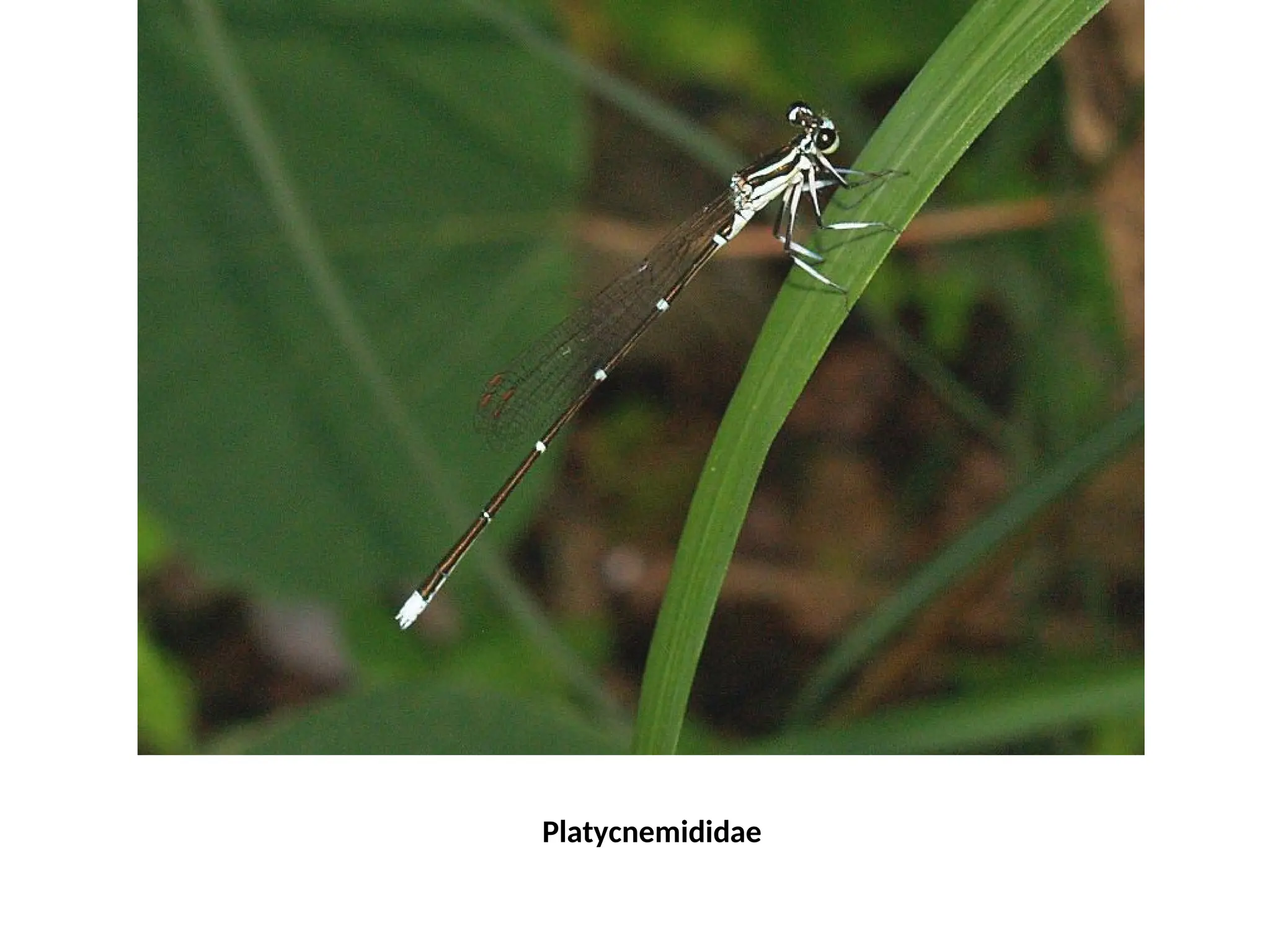 Information about odonata with figures.ppt