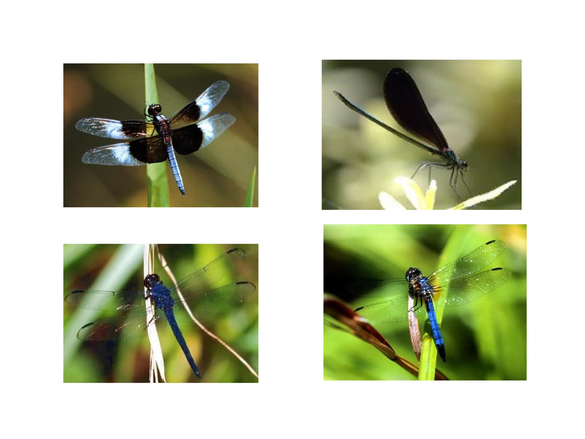 Information about odonata with figures.ppt