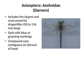 Information about odonata with figures.ppt