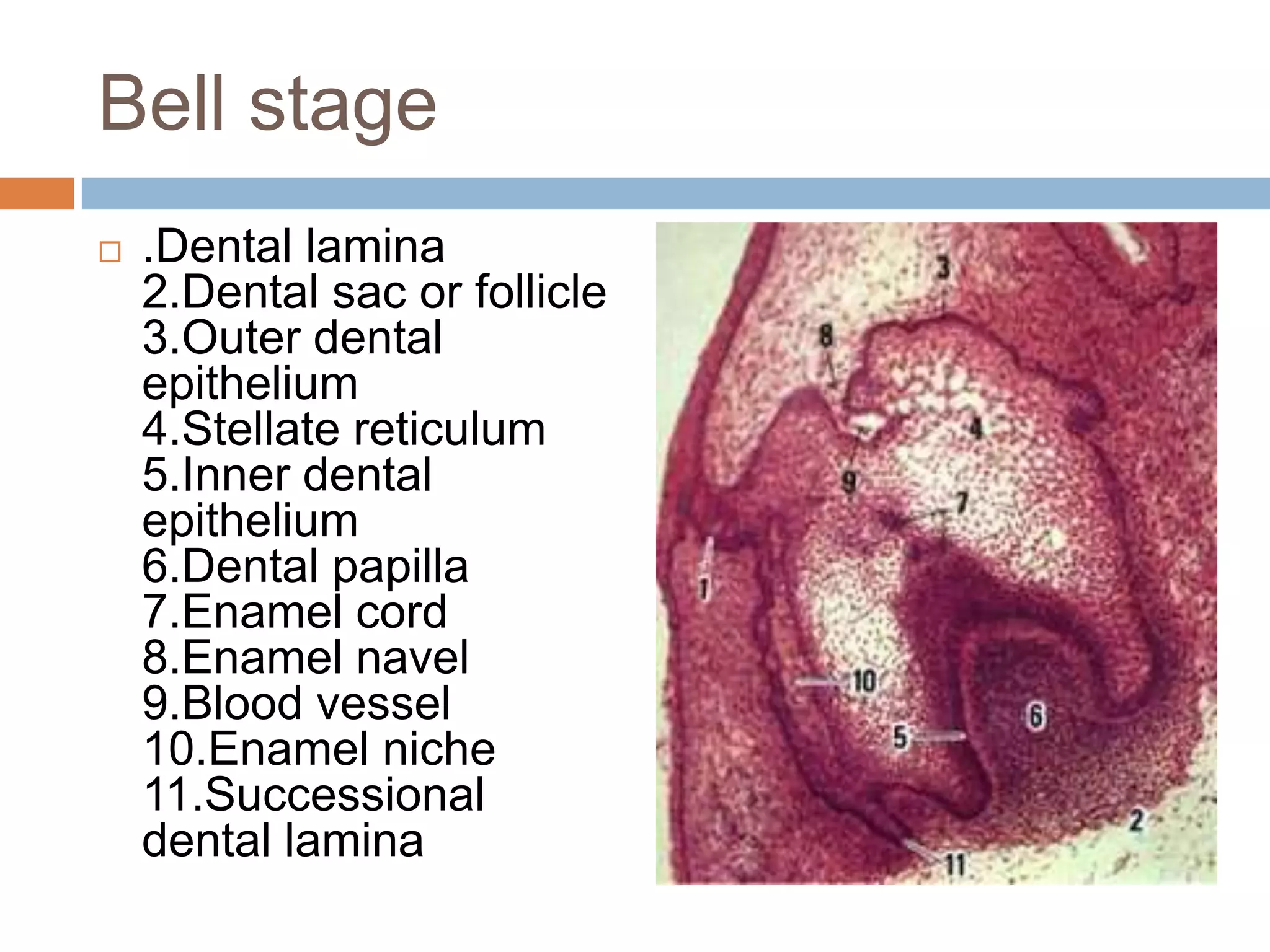 Odontogenesis | PPTX