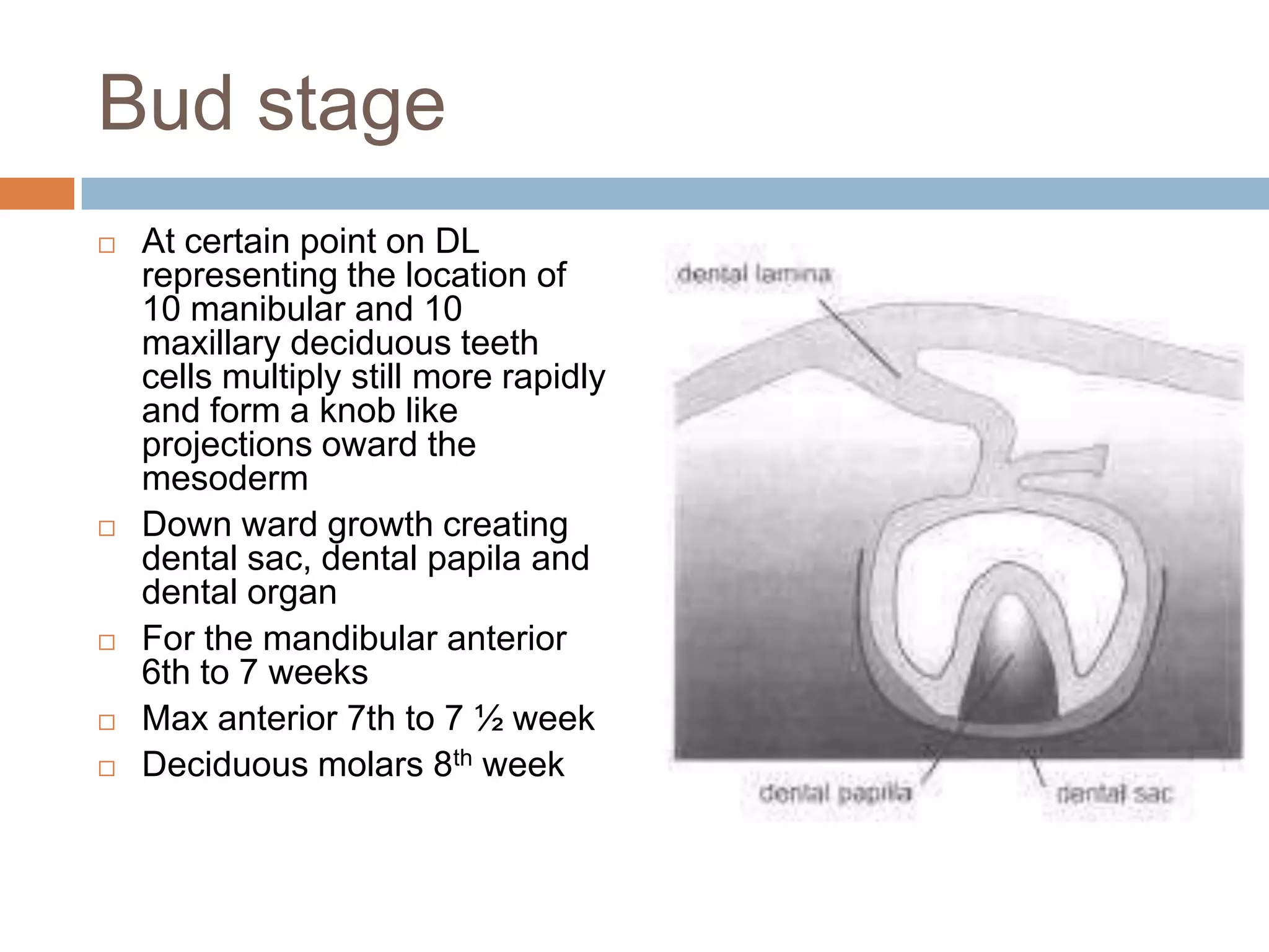 Odontogenesis | PPTX