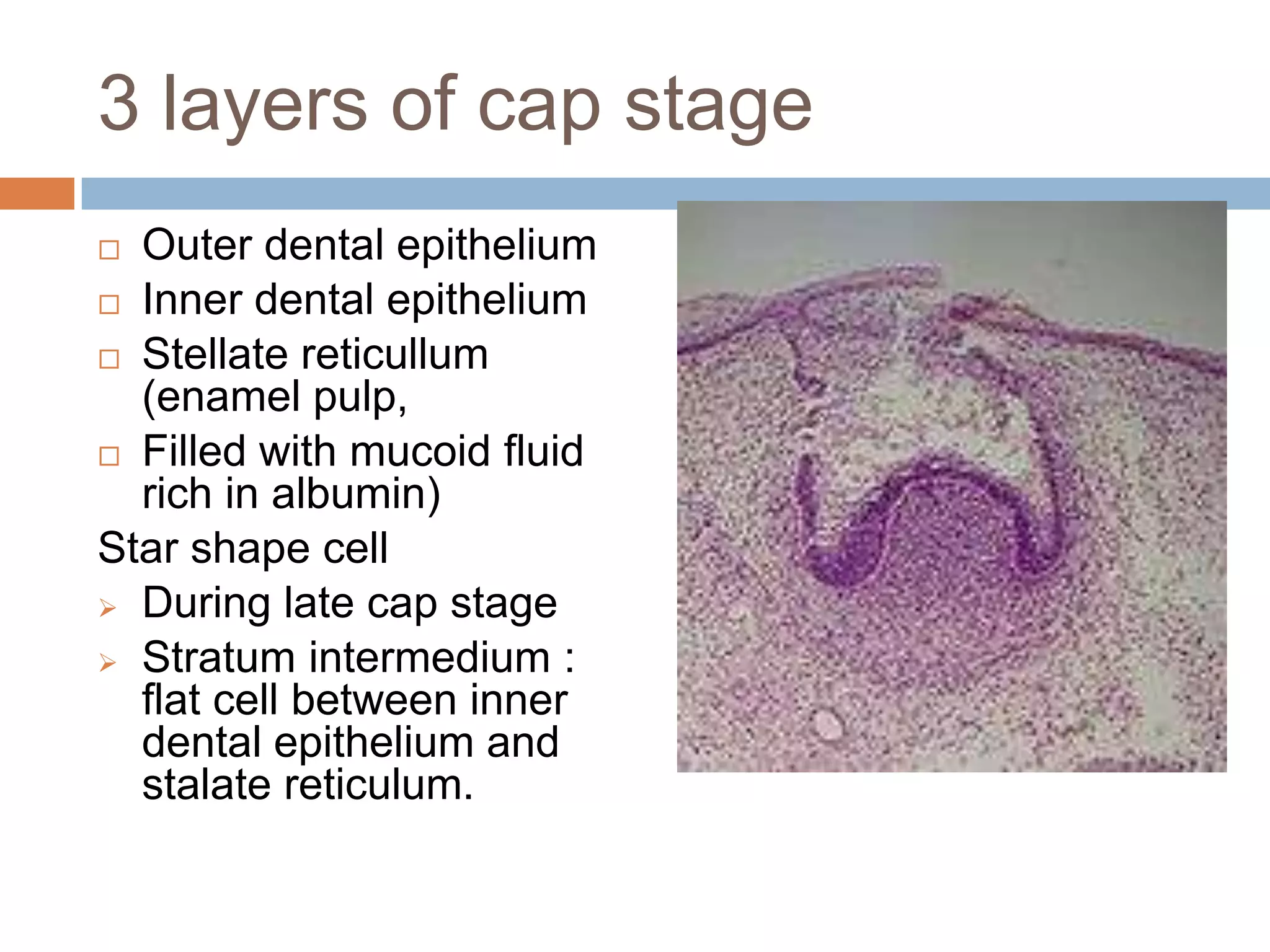 Odontogenesis | PPTX