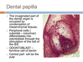 Odontogenesis | PPTX