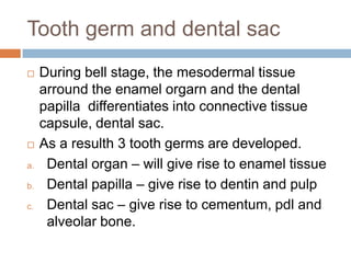 Odontogenesis | PPTX
