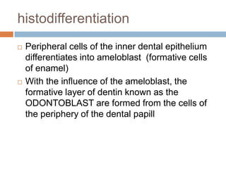 Odontogenesis | PPTX