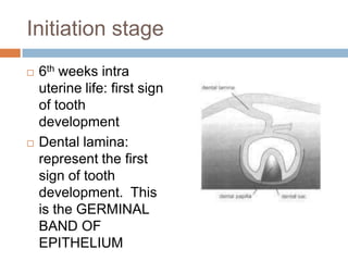 Odontogenesis | PPTX
