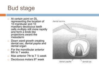 Odontogenesis | PPTX