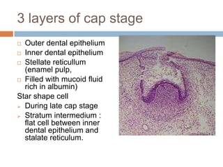 Odontogenesis | PPTX
