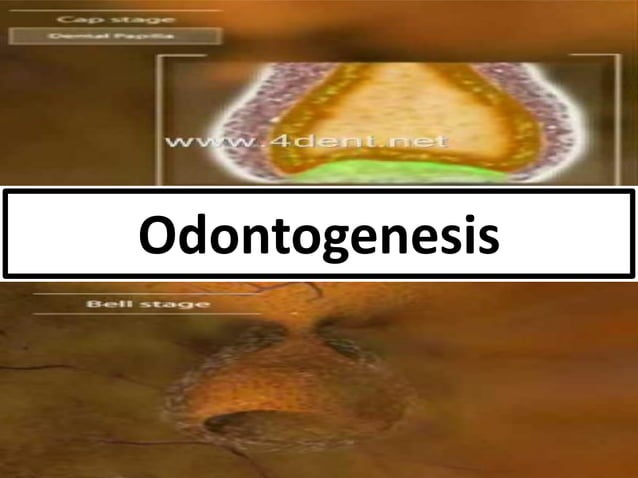 Odontogenesis | PDF | Dental Health | Diseases and Conditions