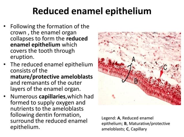 Odontogenesis | PDF | Dental Health | Diseases and Conditions