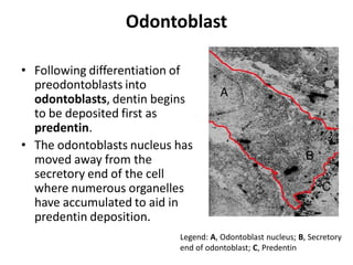 Odontogenesis | PDF