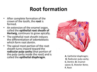 Odontogenesis | PDF