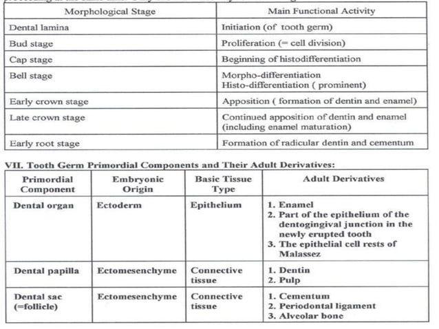 Odontogenesis | PDF | Dental Health | Diseases and Conditions