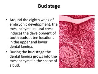 Odontogenesis | PDF