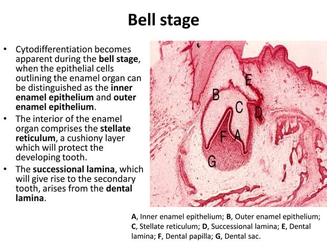 Odontogenesis | PDF | Dental Health | Diseases and Conditions