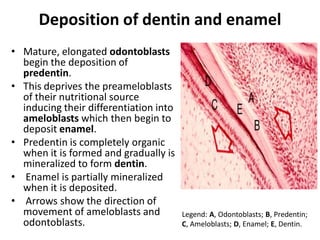 Odontogenesis | PDF
