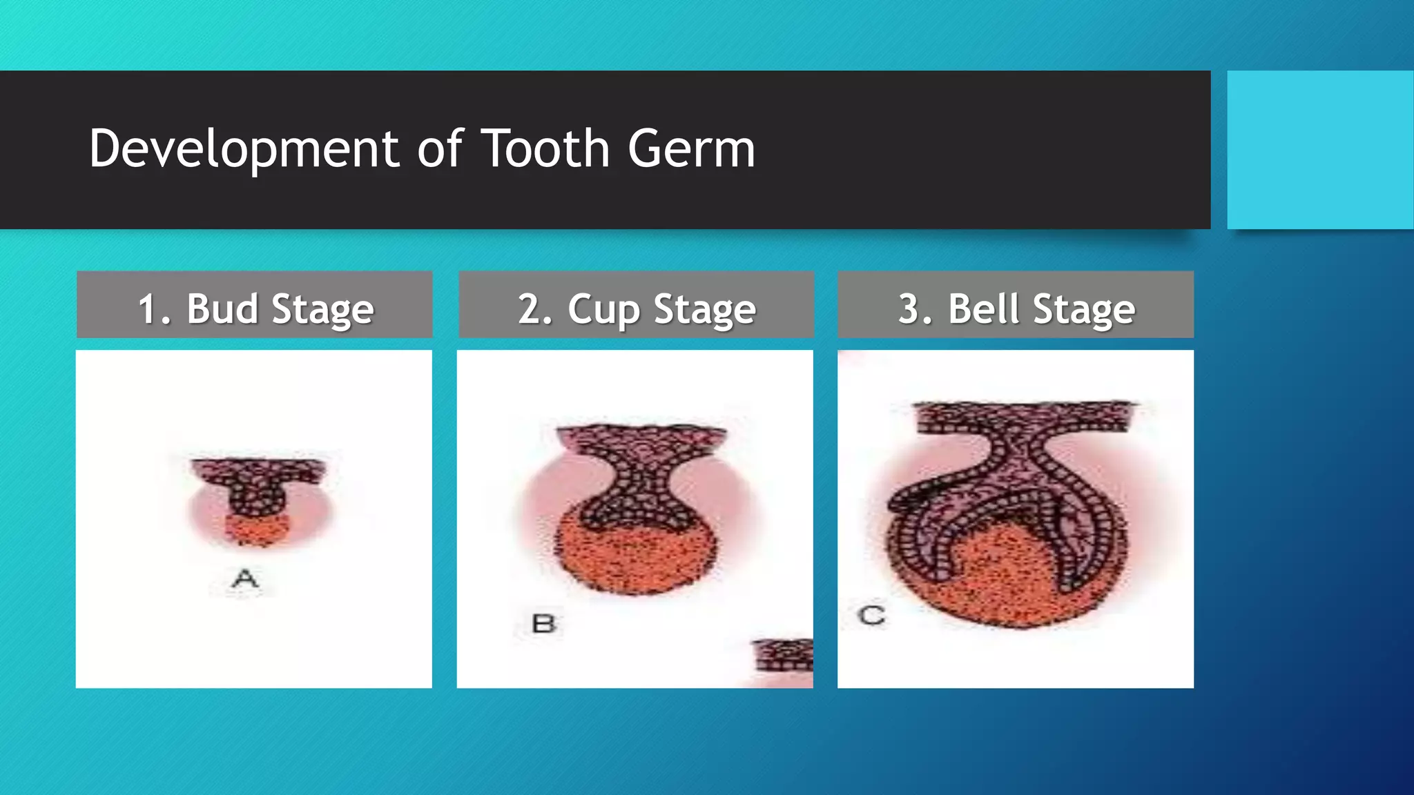 Odontogenesis | PPTX
