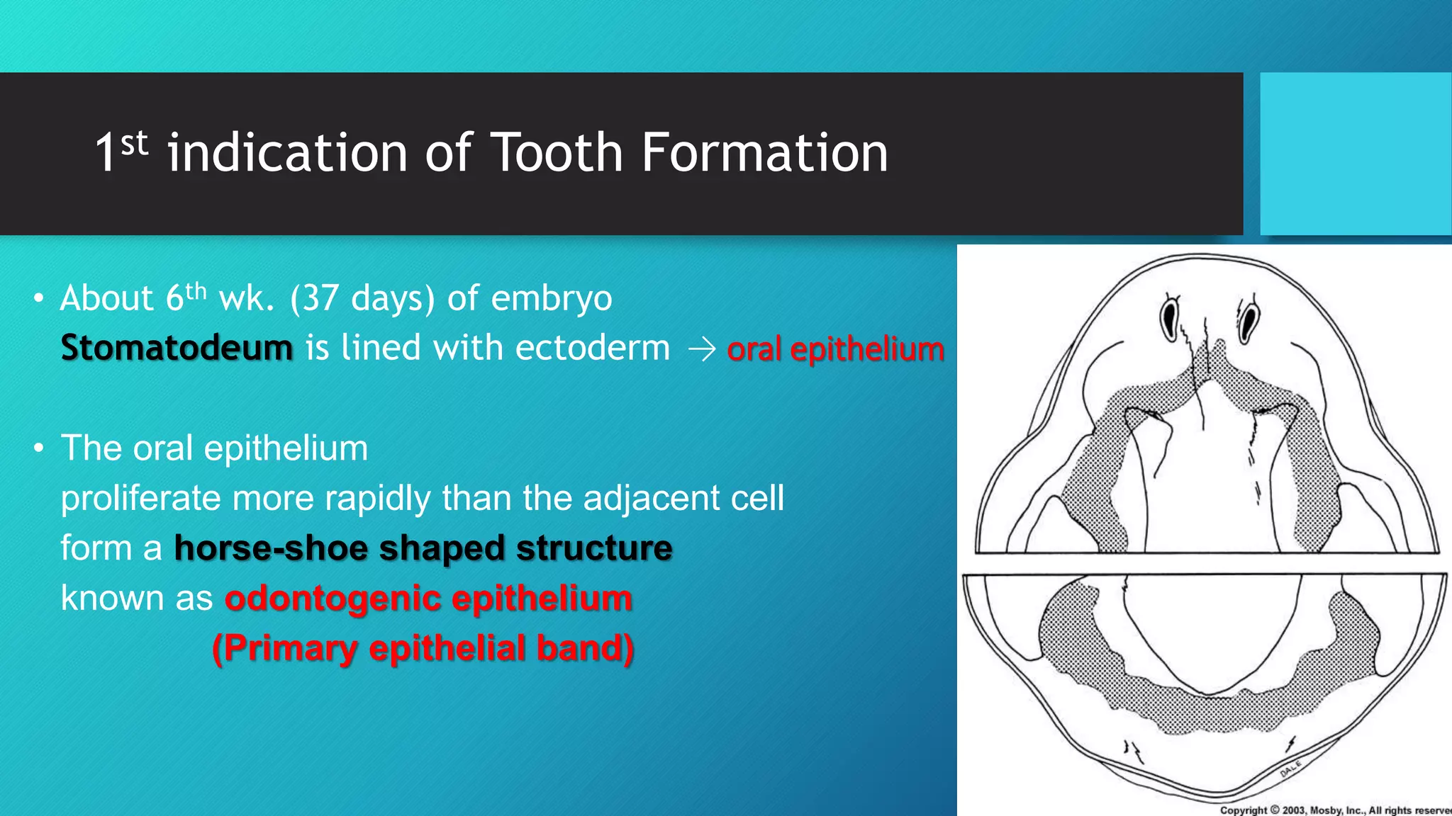 Odontogenesis | PPTX