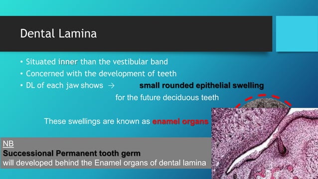 Odontogenesis | PPTX | Dental Health | Diseases and Conditions