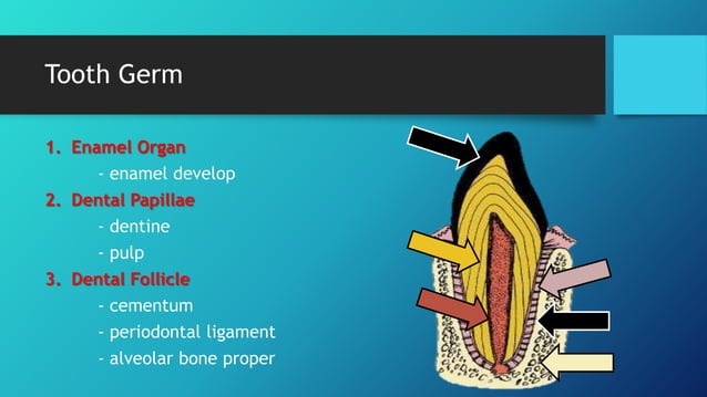 Odontogenesis | PPTX | Dental Health | Diseases and Conditions
