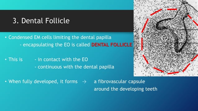 Odontogenesis | PPTX | Dental Health | Diseases and Conditions