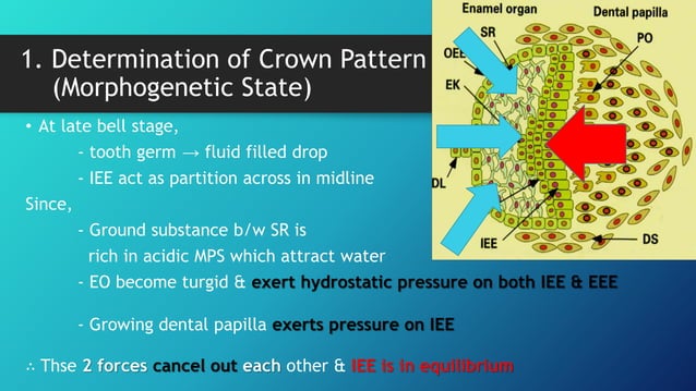 Odontogenesis | PPTX | Dental Health | Diseases and Conditions
