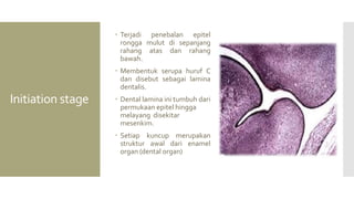 Odontogenesis | PPT