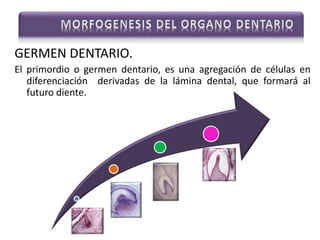 odontogenesis.pptx