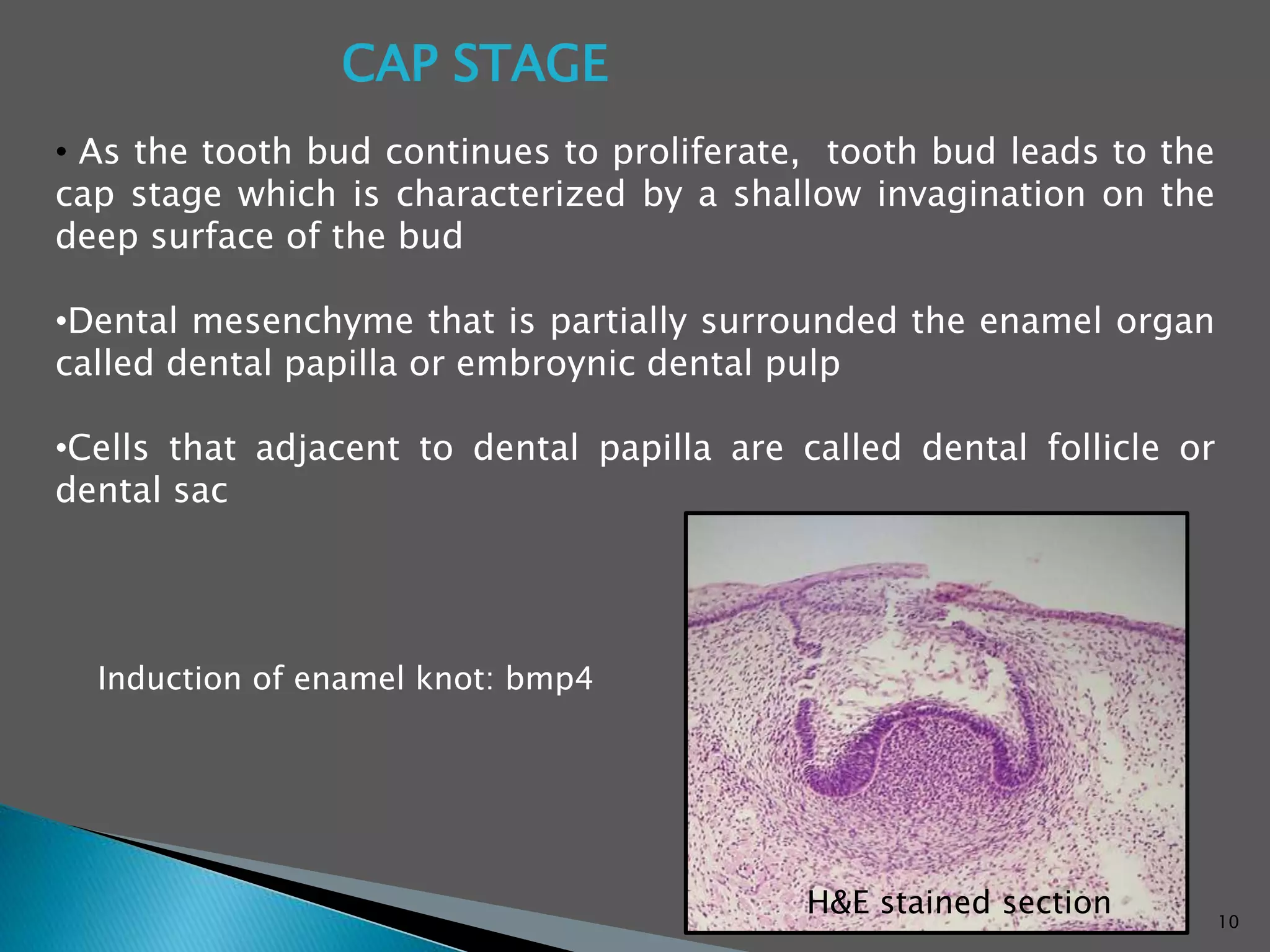 Odontogenesis | PPTX