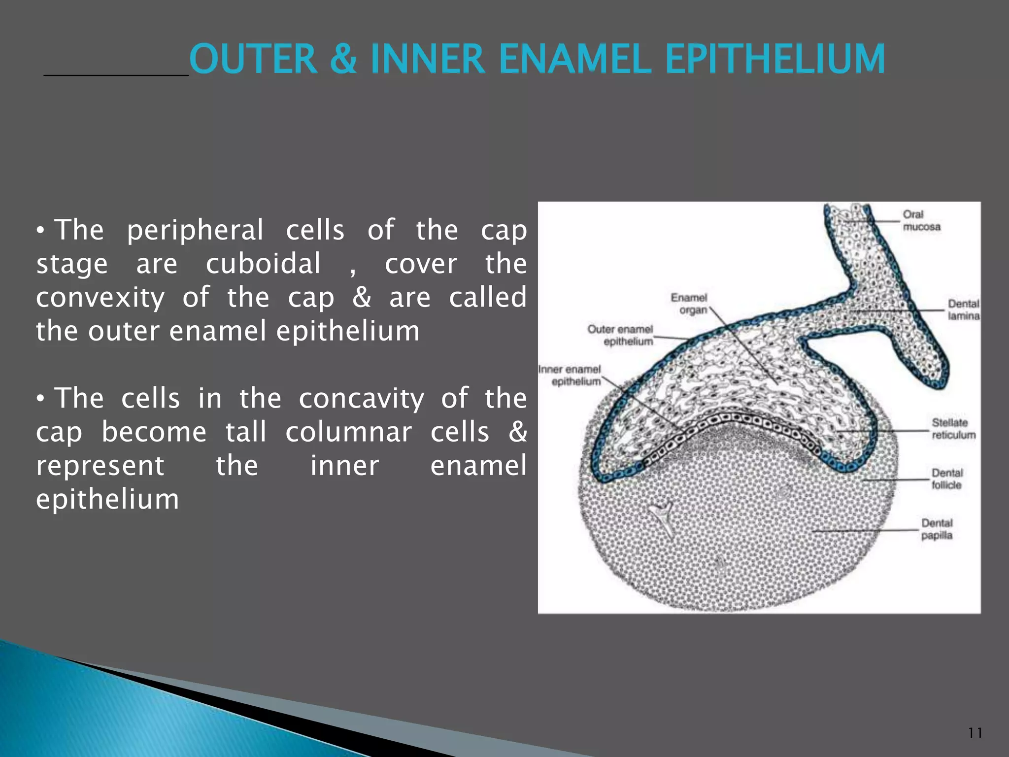 Odontogenesis | PPTX
