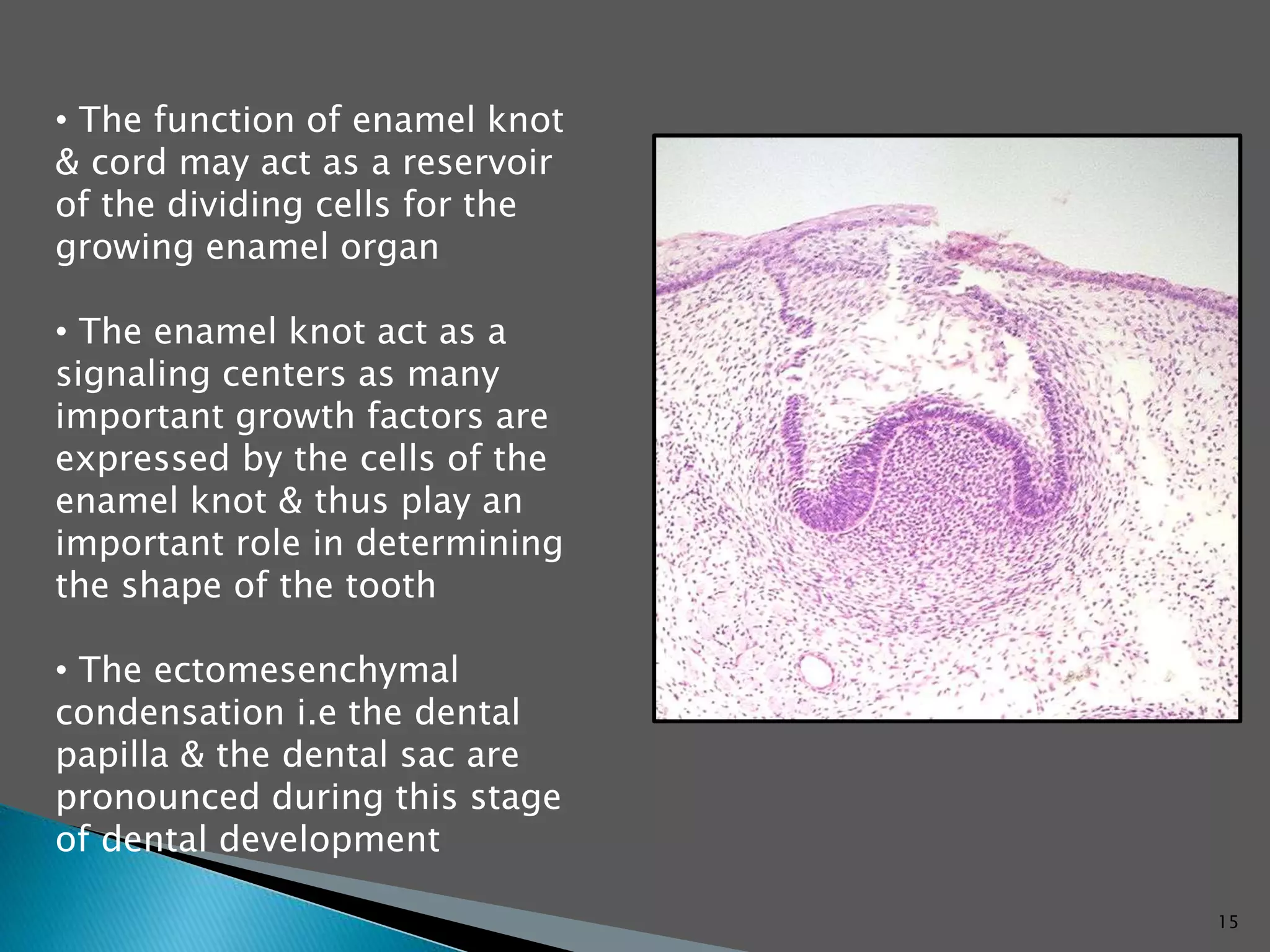 Odontogenesis | PPTX