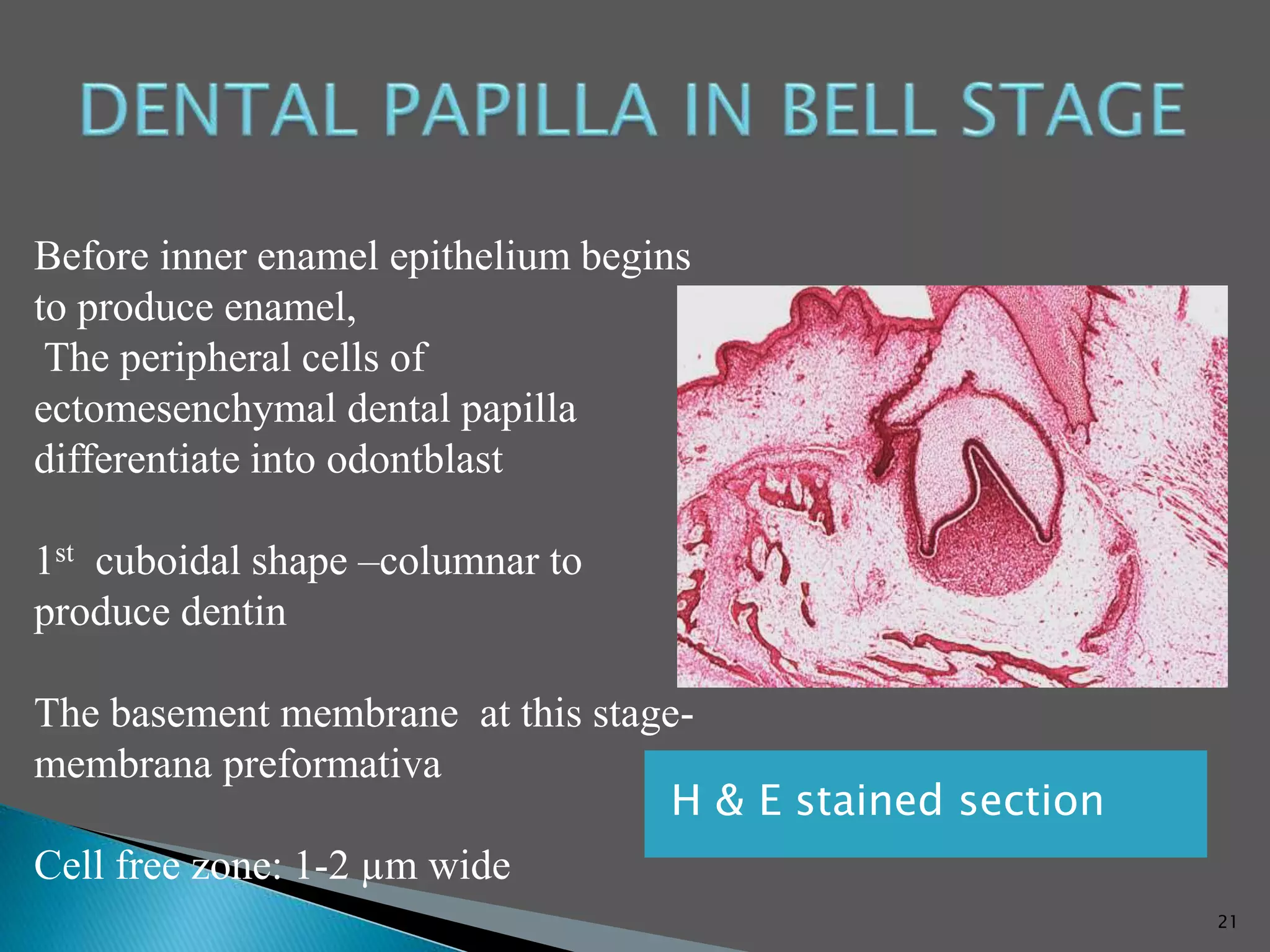 Odontogenesis | PPTX