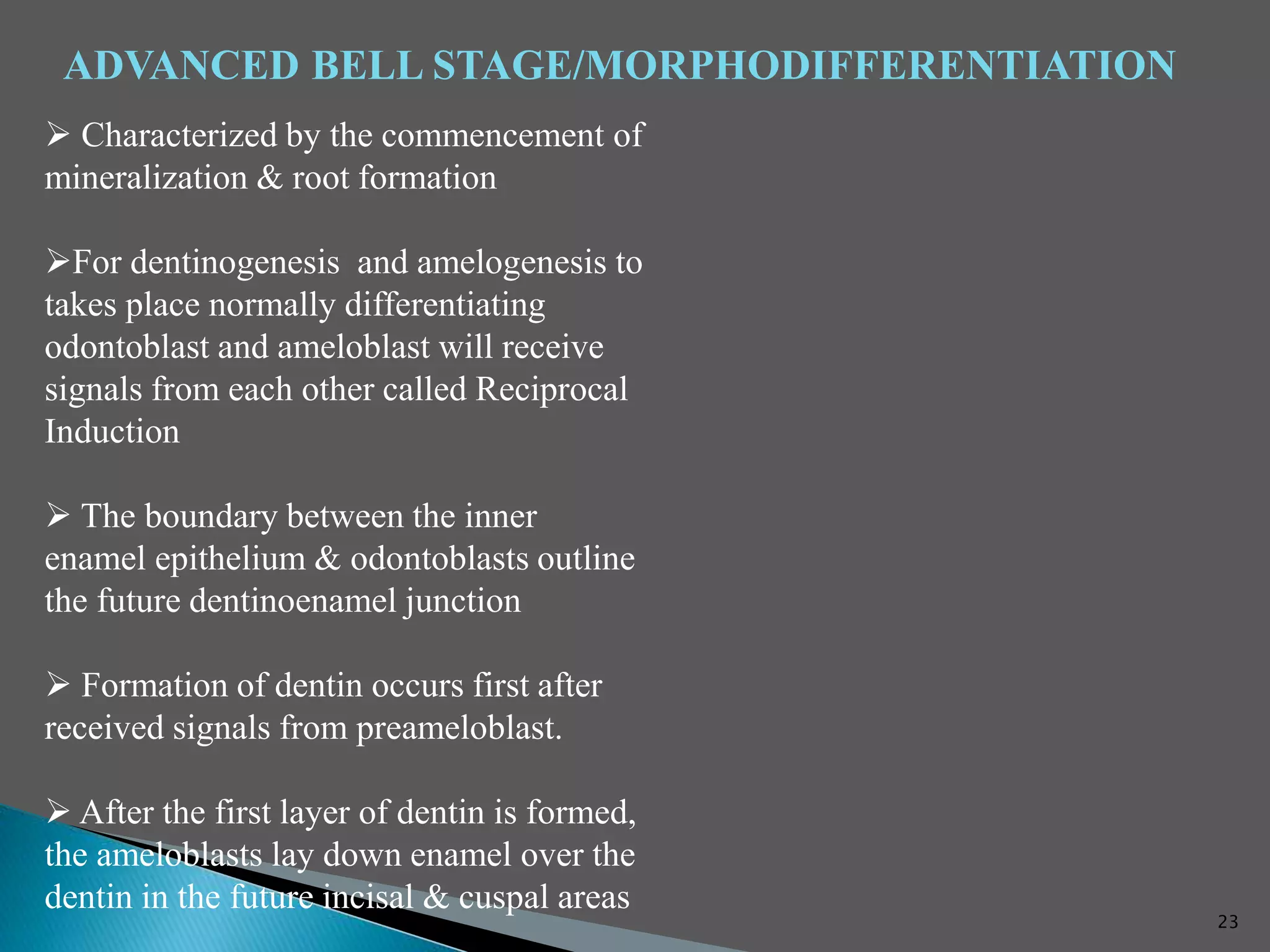 Odontogenesis | PPTX