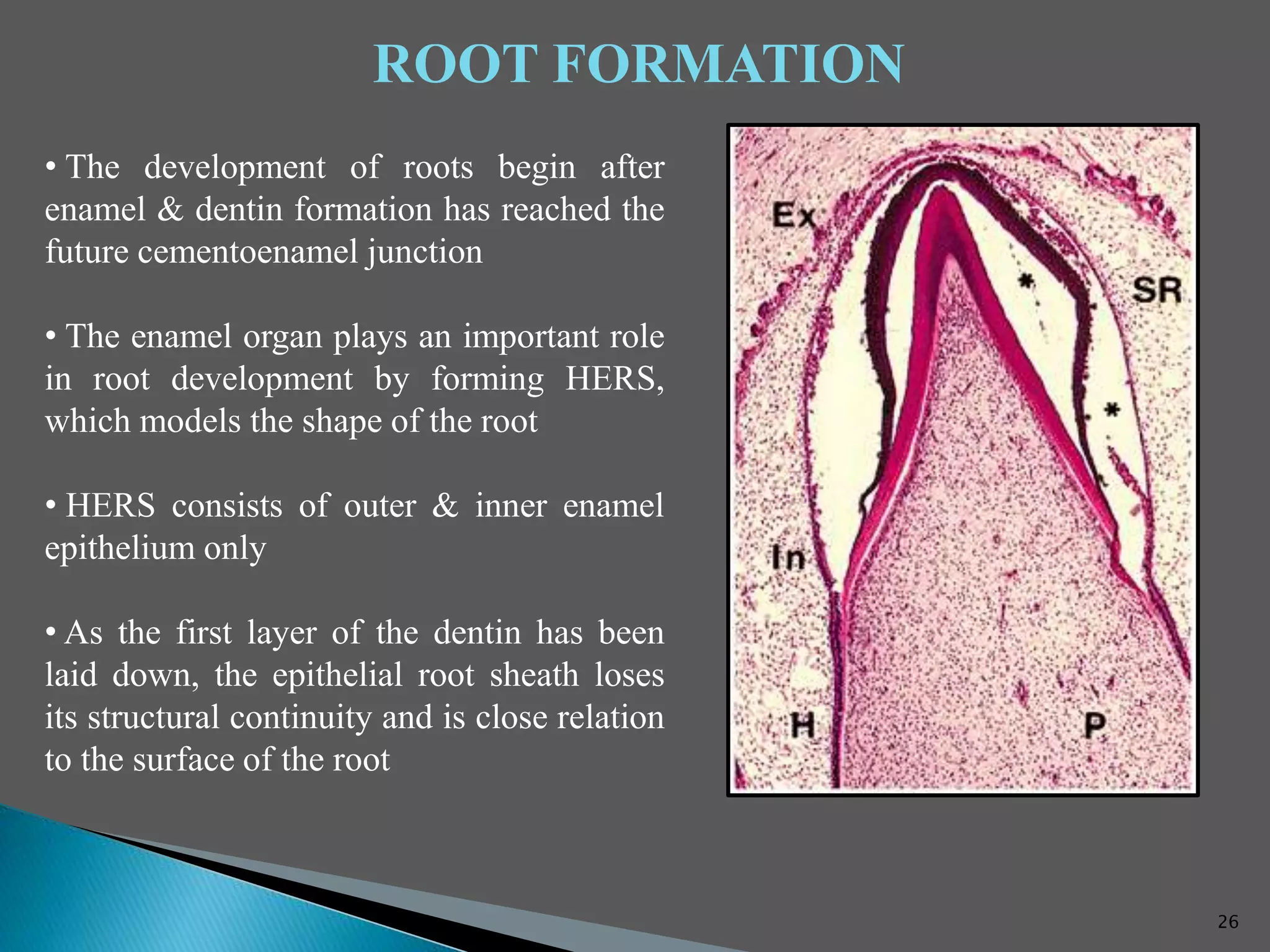 Odontogenesis | PPTX