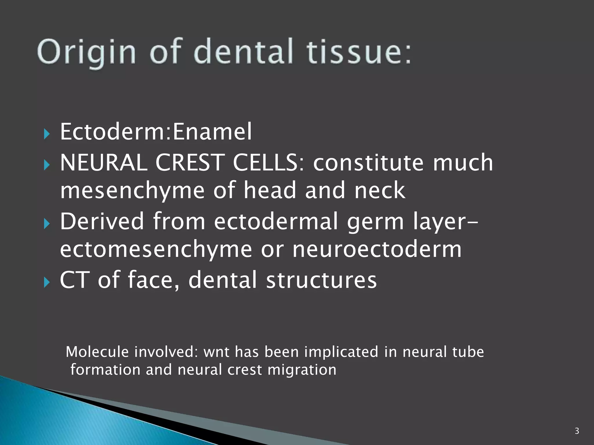 Odontogenesis | PPTX