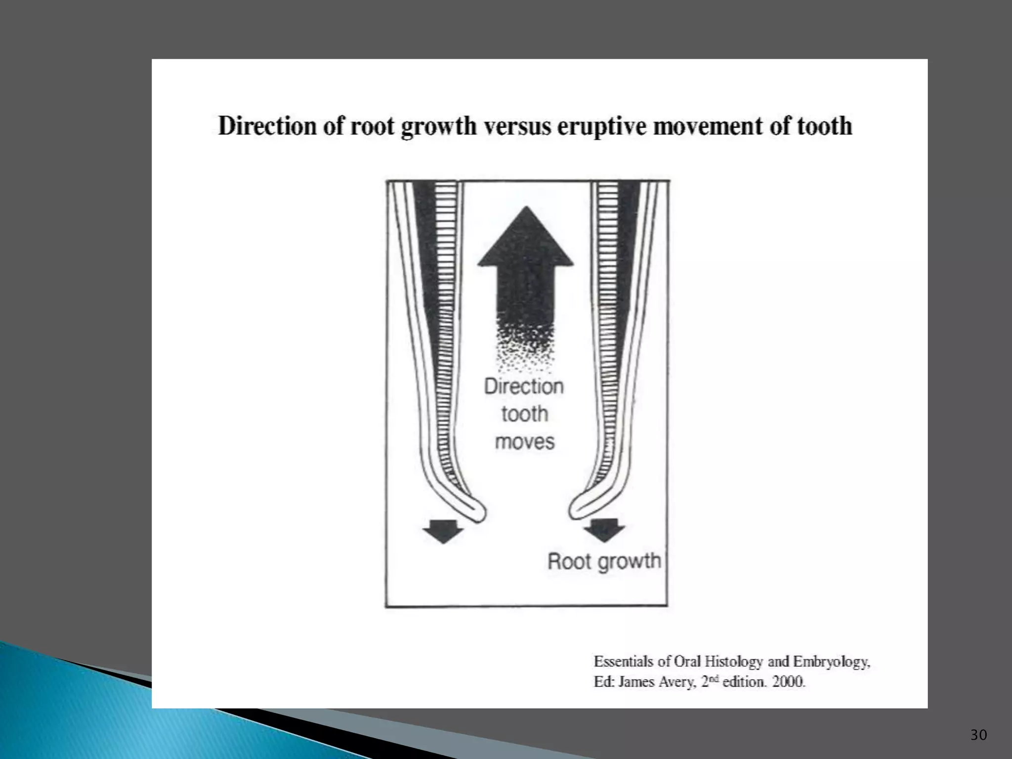 Odontogenesis | PPTX