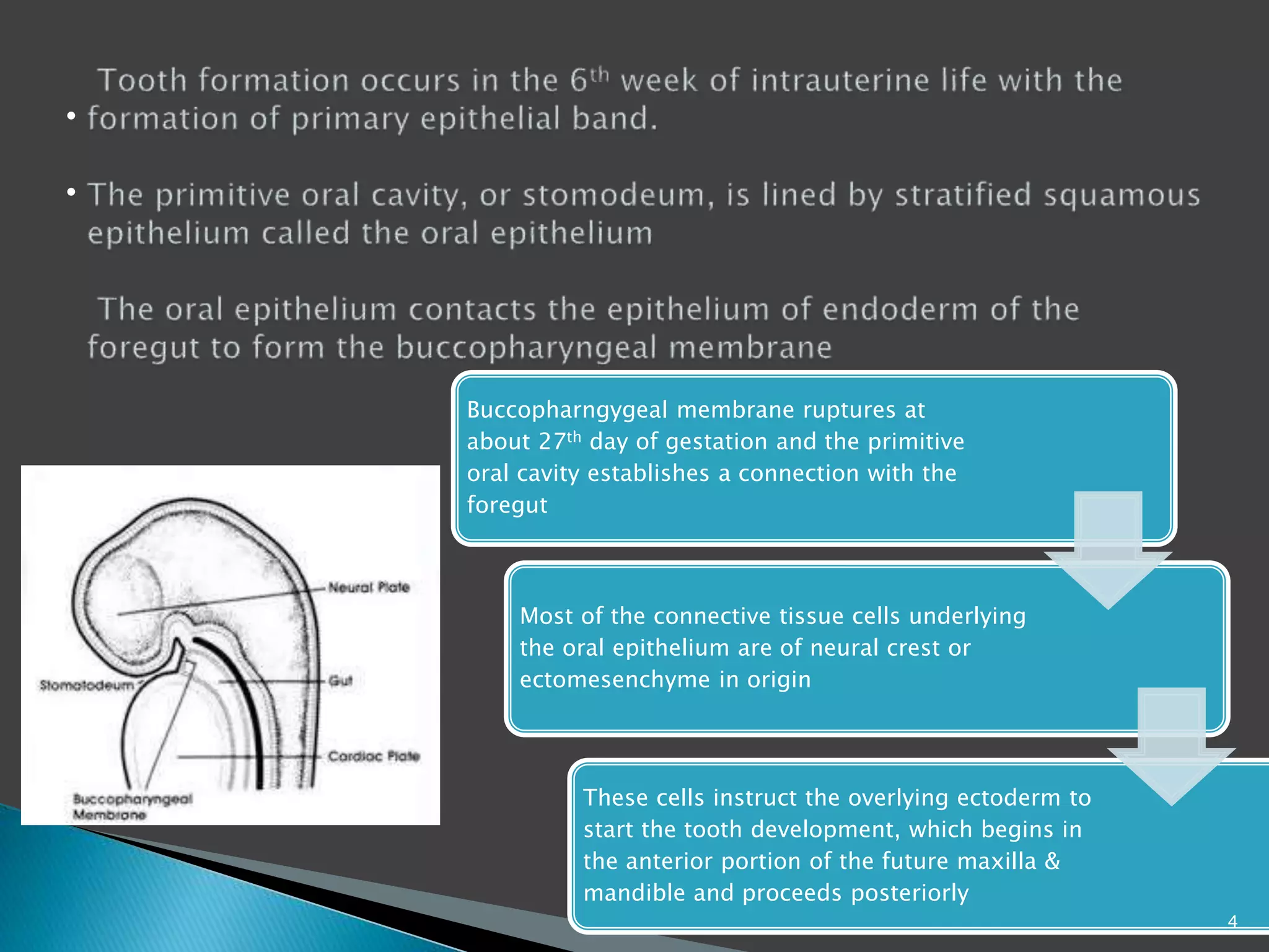 Odontogenesis | PPTX