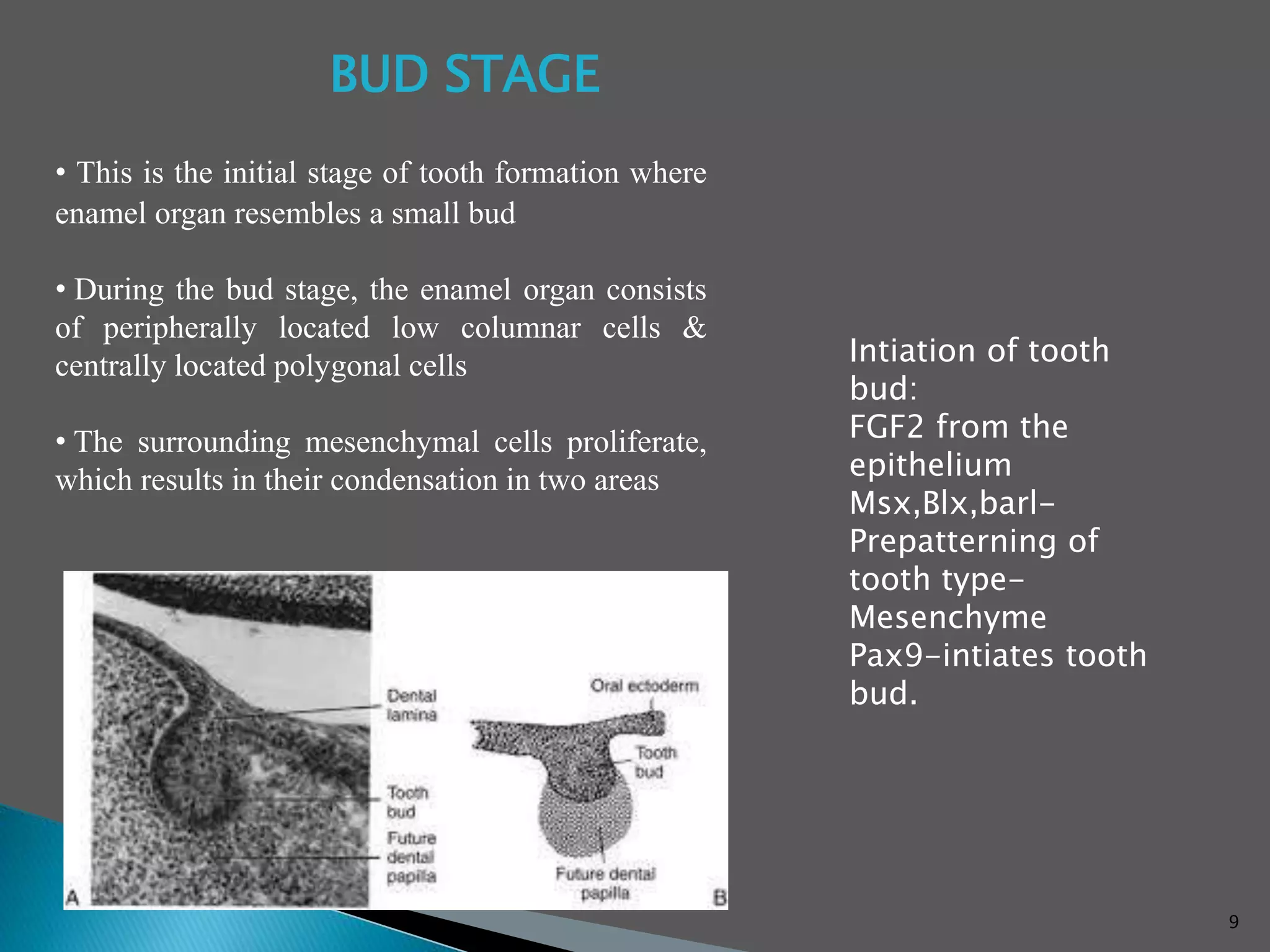 Odontogenesis | PPTX