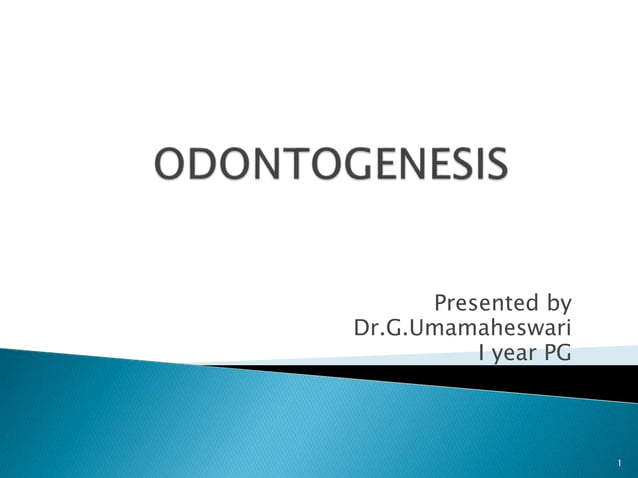 Odontogenesis | PPTX | Dental Health | Diseases and Conditions