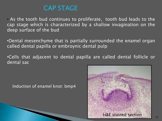Odontogenesis | PPTX | Dental Health | Diseases and Conditions