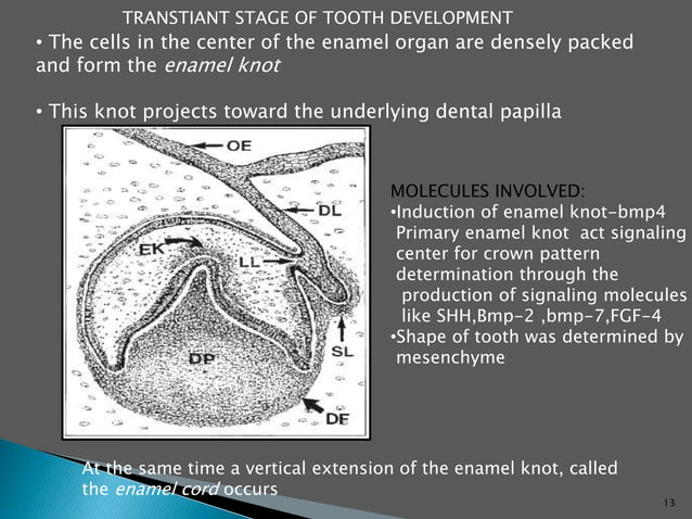 Odontogenesis | PPTX | Dental Health | Diseases and Conditions