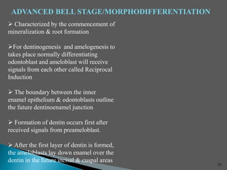 Odontogenesis | PPTX