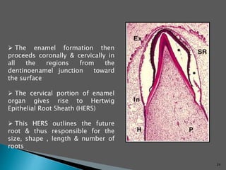 Odontogenesis | PPTX