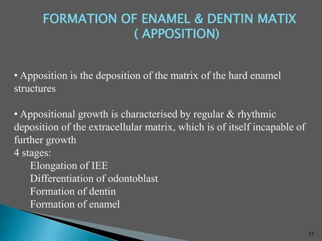Odontogenesis | PPTX | Dental Health | Diseases and Conditions