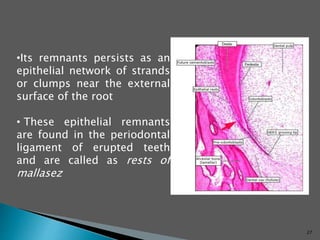 Odontogenesis | PPTX
