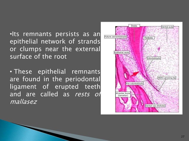 Odontogenesis | PPTX | Dental Health | Diseases and Conditions