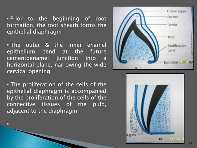 Odontogenesis | PPTX | Dental Health | Diseases and Conditions
