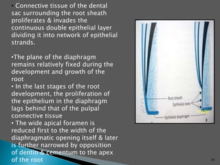 Odontogenesis | PPTX