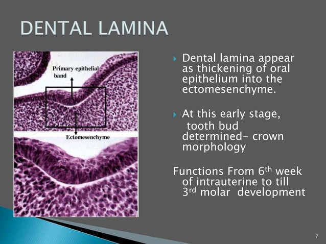 Odontogenesis | PPTX | Dental Health | Diseases and Conditions